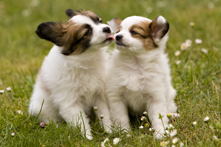 Preparing A Contract For Puppy Buyers American Kennel Club