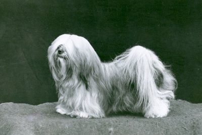 Breed Preservation – American Kennel Club