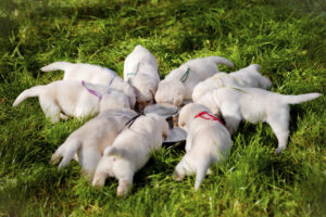 Can Dogs Eat Popcorn? – American Kennel Club