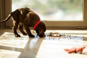 Dry Dog Food Options That Aren't Kibble – American Kennel Club