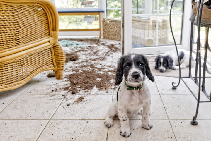 American Kennel Club - Online Dog Registration