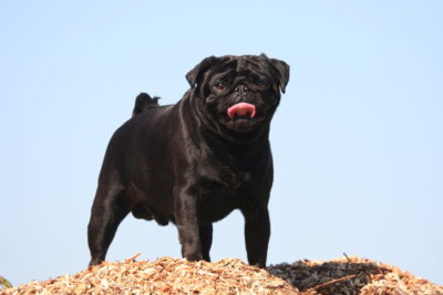 Facts About the Pug That You May Not Know