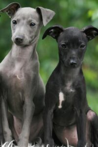 Italian Greyhound History: Where the Breed Originated