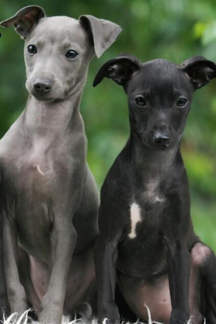 Italian Greyhound History: Where the Breed Originated
