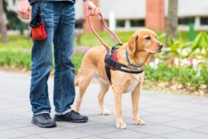 Guide Dogs: 7 Things You Didn't Know About These Canine Workers