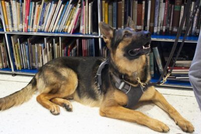 Guide Dogs: 7 Things You Didn't Know About These Canine Workers