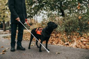 Service Dog 101: Everything You Need to Know About Service Dogs