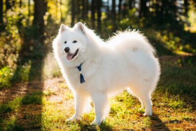 Spitz Breeds: Meet These Beautiful and Wolf-Like Dog Breeds