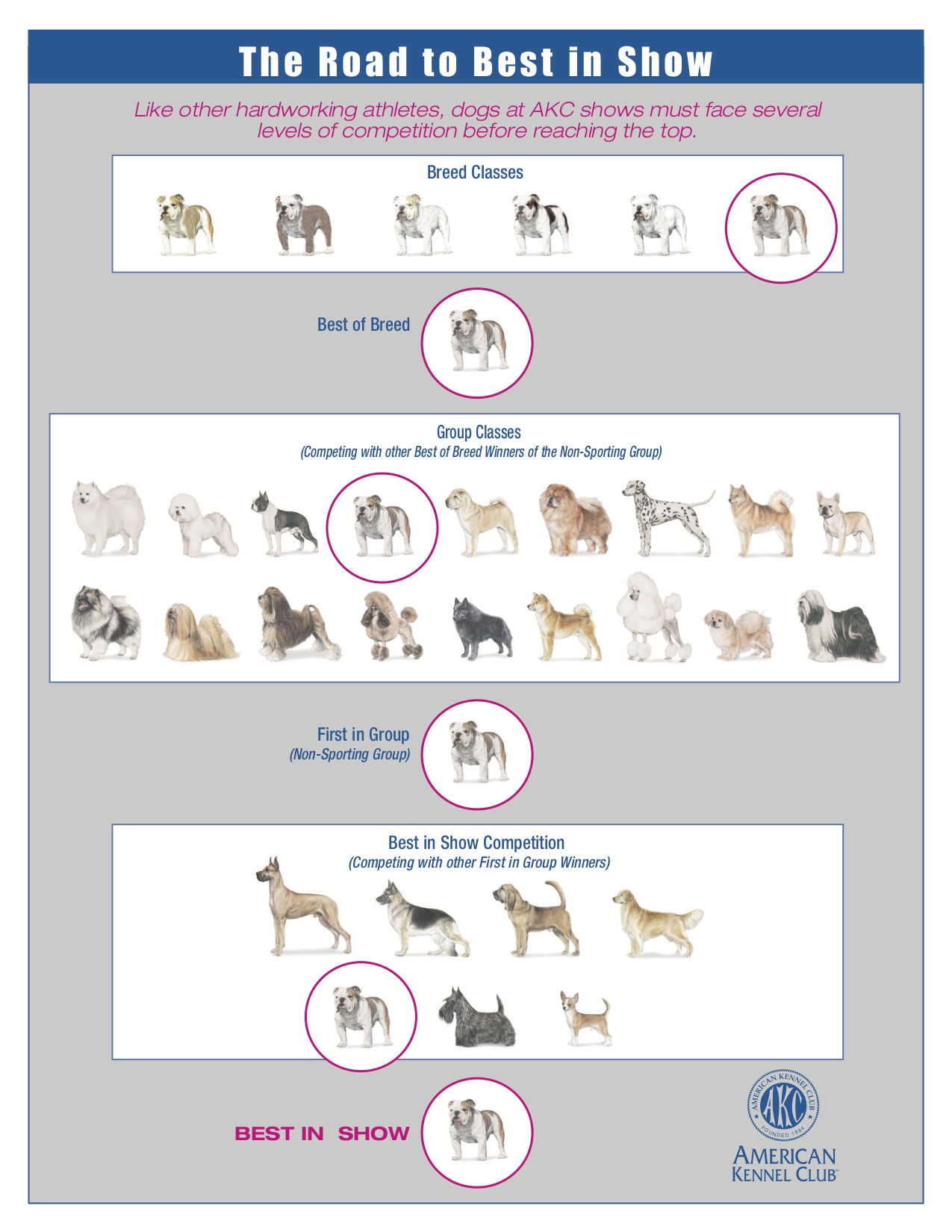 How To Watch The AKC National Championship On ABC How To Watch The AKC National Championship On ABC