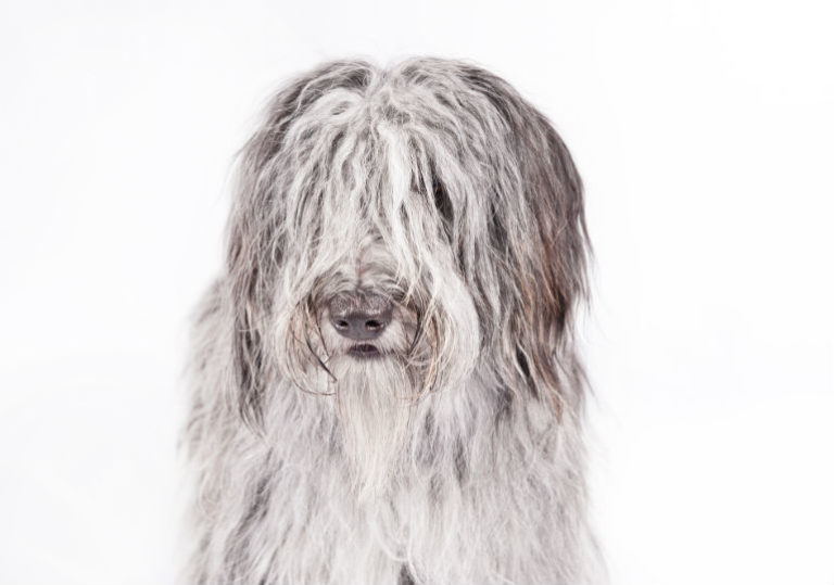 Flocked and Fantastic – Meet the Bergamasco – American Kennel Club