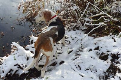Hunting Breeds: The Best Dog Breeds For Hunting Quarry Of All Kinds