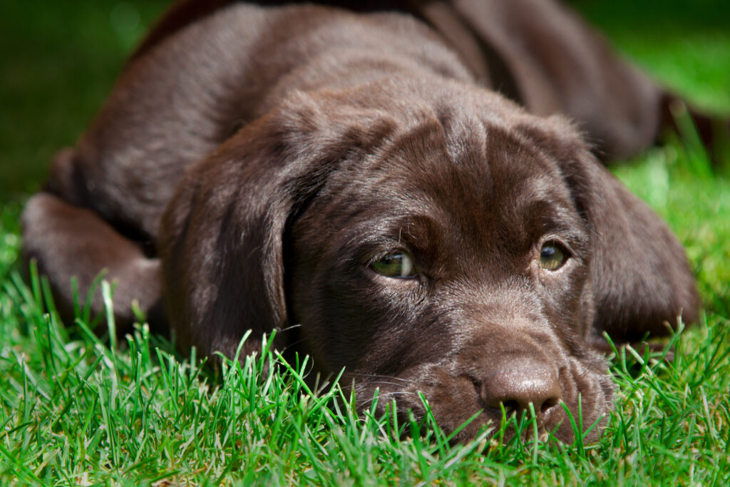 Puppy Information – American Kennel Club