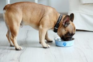 How to Read a Dog Food Label – American Kennel Club