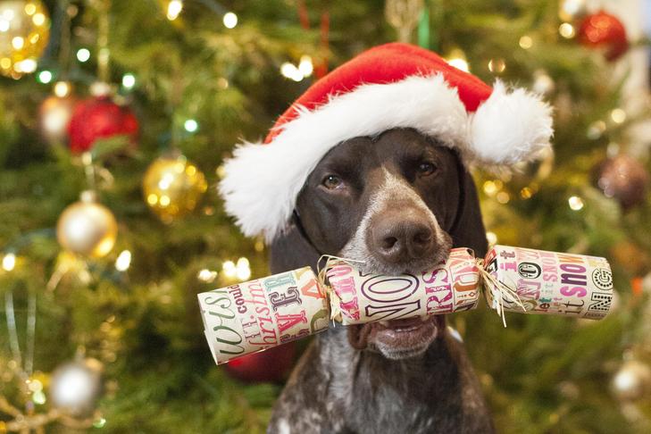 5 Ways to Celebrate the Holidays With Your Dog – American Kennel Club