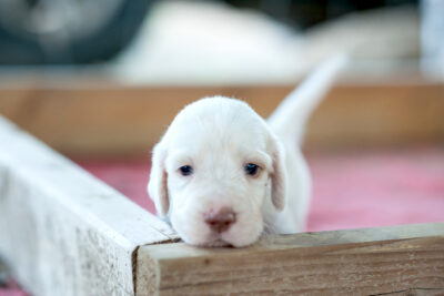 Dog Pregnancy: Signs, Care, and Preparing for Puppies – American Kennel ...