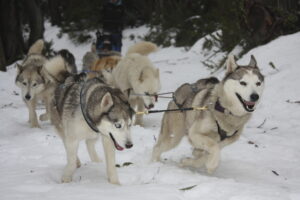 Sled Dog Breeds: From Arctic Exploration to the Iditarod