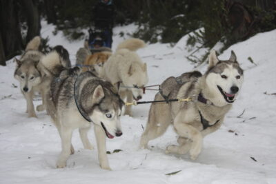 Sled Dog Breeds: From Arctic Exploration to the Iditarod