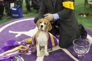 How to Teach Your Dog to Fetch – American Kennel Club