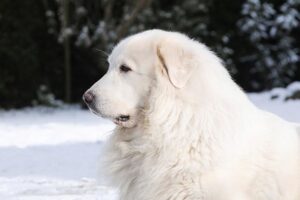 Facts About the Great Pyrenees That You May Not Know