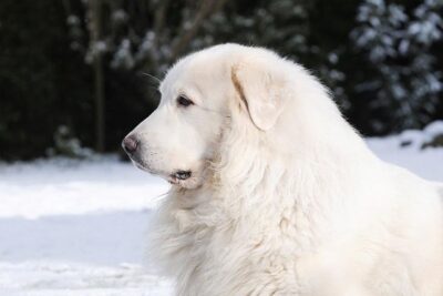 Facts About the Great Pyrenees That You May Not Know