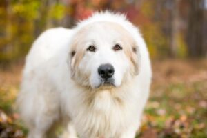 Facts About the Great Pyrenees That You May Not Know