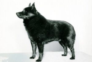 Schipperke History: The "Little Captain" of Belgian Dockyards