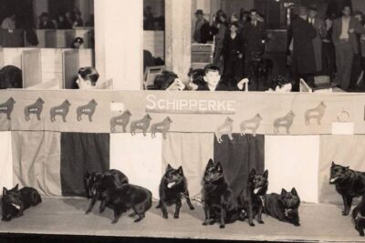 Schipperke History: The "Little Captain" of Belgian Dockyards