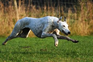 Facts About the Greyhound That You May Not Know