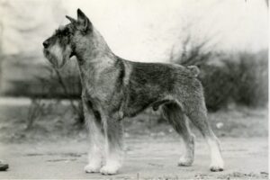 Facts About the Standard Schnauzer That You May Not Know