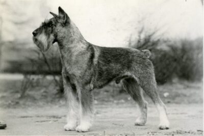 Facts About the Standard Schnauzer That You May Not Know