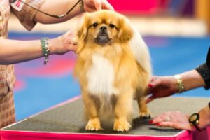 Tibetan Spaniel Facts: 7 Things to Know About This Ancient Dog Breed