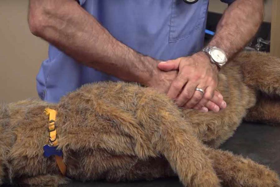 How to Perform Dog CPR on Small & Large Pets – American Kennel Club