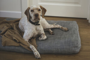 How to Clean Your Dog's Bed and Why It's Important – American Kennel Club