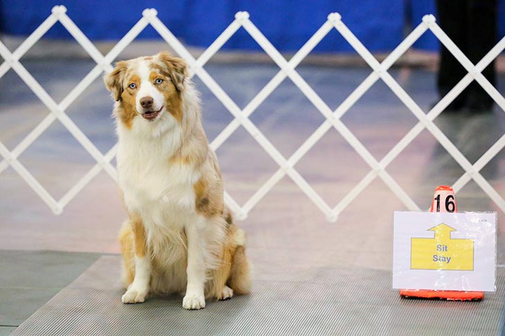 AKC Rally® – American Kennel Club