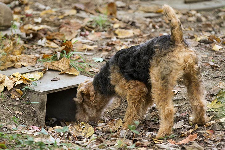 Earthdog – American Kennel Club