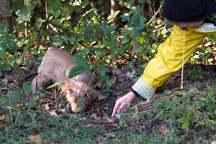 Earthdog – American Kennel Club