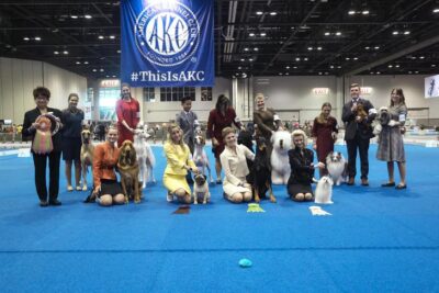 Junior Competition – American Kennel Club