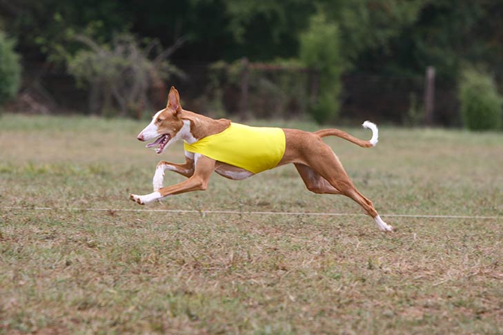 Lure Coursing – American Kennel Club