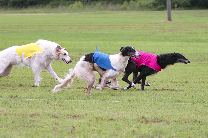 Lure Coursing – American Kennel Club