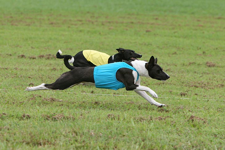 Lure Coursing – American Kennel Club