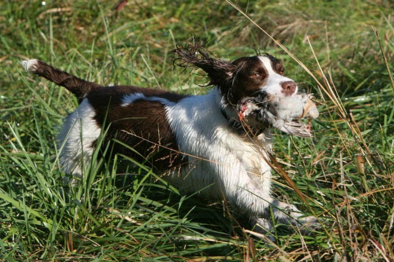 Spaniels Hunting Tests – American Kennel Club