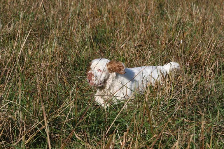 Spaniel Field Trials – American Kennel Club