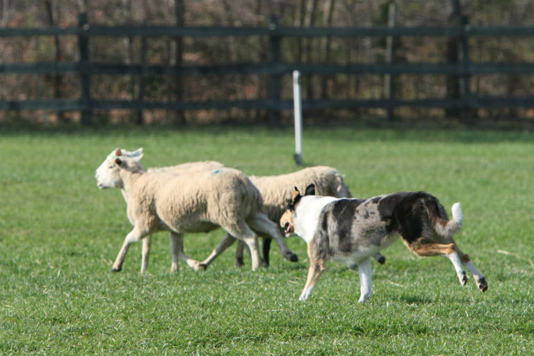 Herding – American Kennel Club