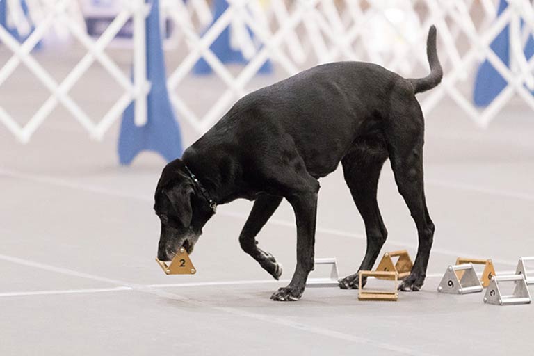 Obedience – American Kennel Club