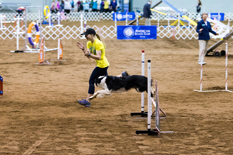Agility – American Kennel Club
