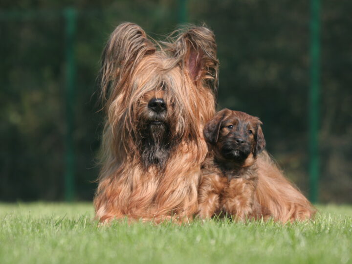 Advocating for your Breeding Program in the New Year – American Kennel Club