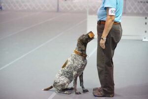 AKC Obedience Classic – American Kennel Club
