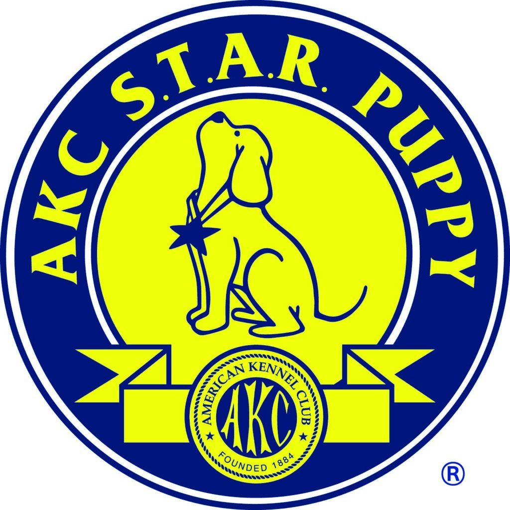 AKC S T A R Puppy American Kennel Club akc-s-t-a-r-puppy-american-kennel-club