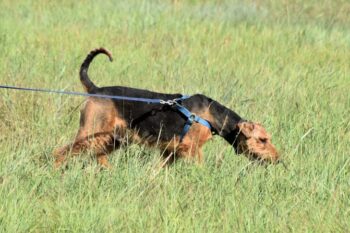 AKC National Tracking Invitational – American Kennel Club