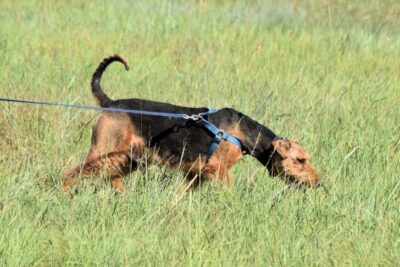 AKC National Tracking Invitational – American Kennel Club